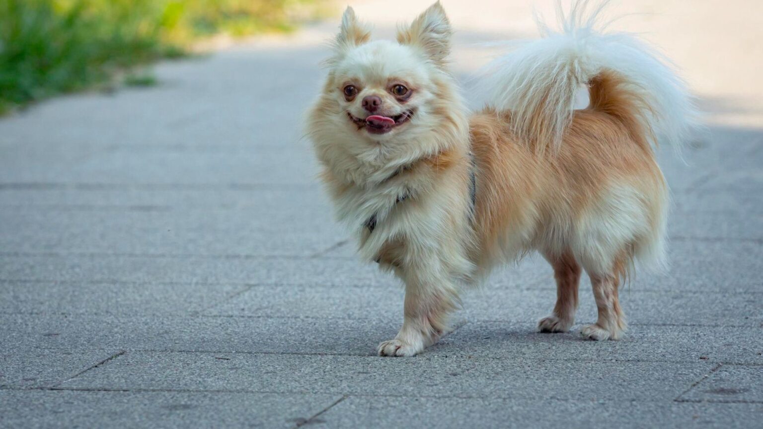 Pet Spay & Neuter for Pets in Portland, OR | Roseway Veterinary Hospital